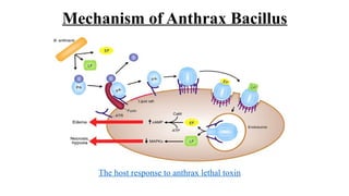 All Paramedical, Nursing and MBBS Courses/Gram Positive BACILLI ...