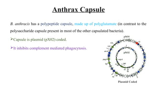 All Paramedical, Nursing and MBBS Courses/Gram Positive BACILLI ...