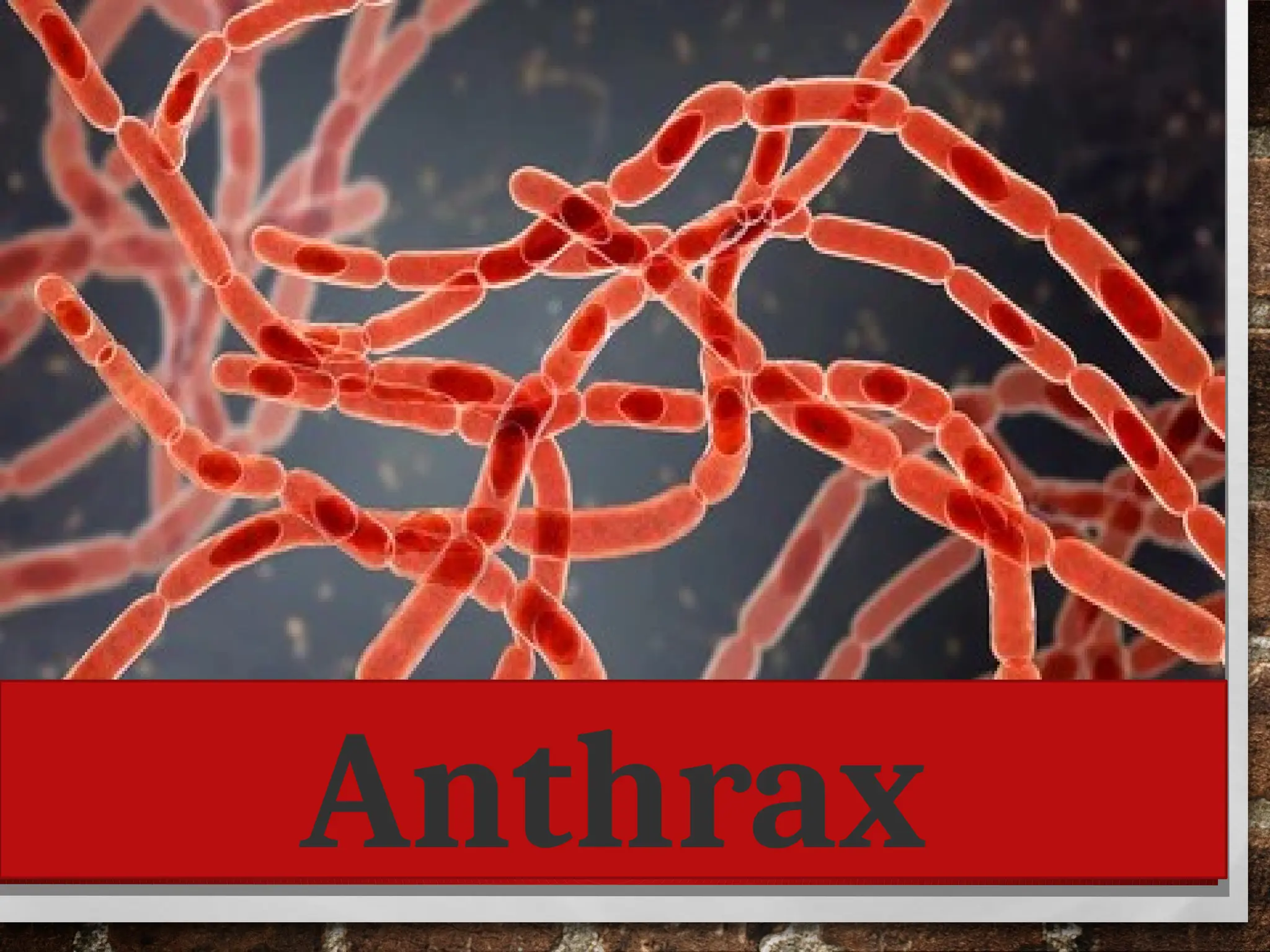 Anthrax disease and its preventionpptxxx | PPTX