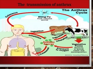 Anthrax disease and its preventionpptxxx | PPTX