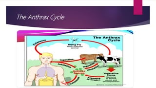 Anthrax ppt (Community).pptx
