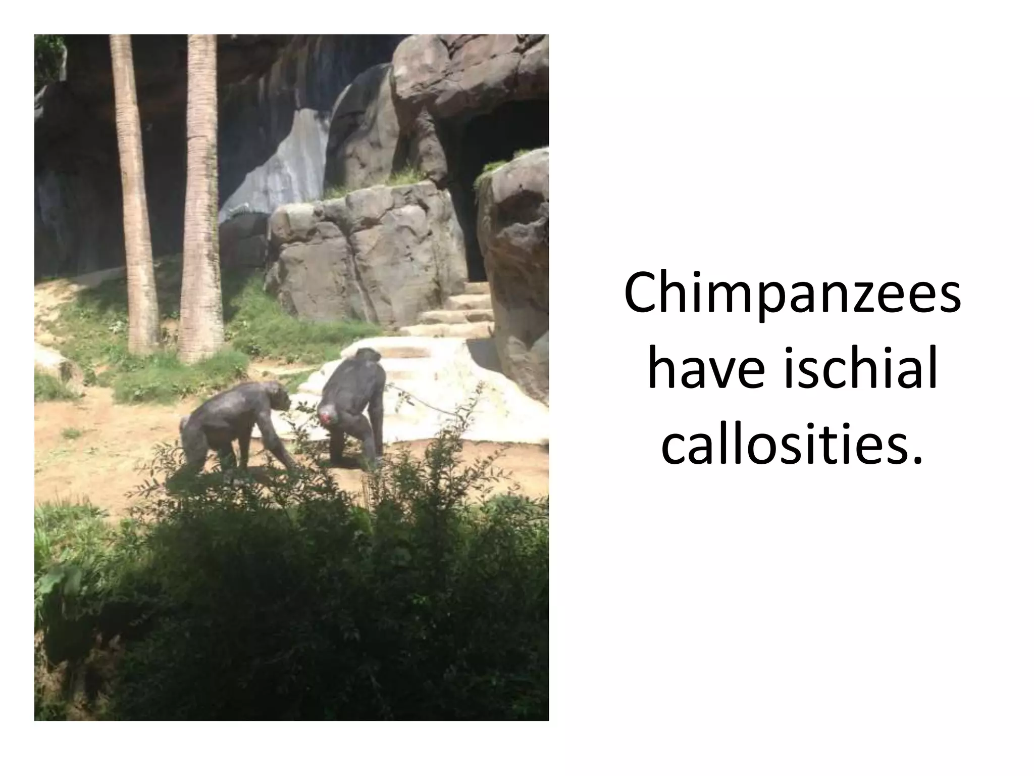Zoo Observation | PPTX