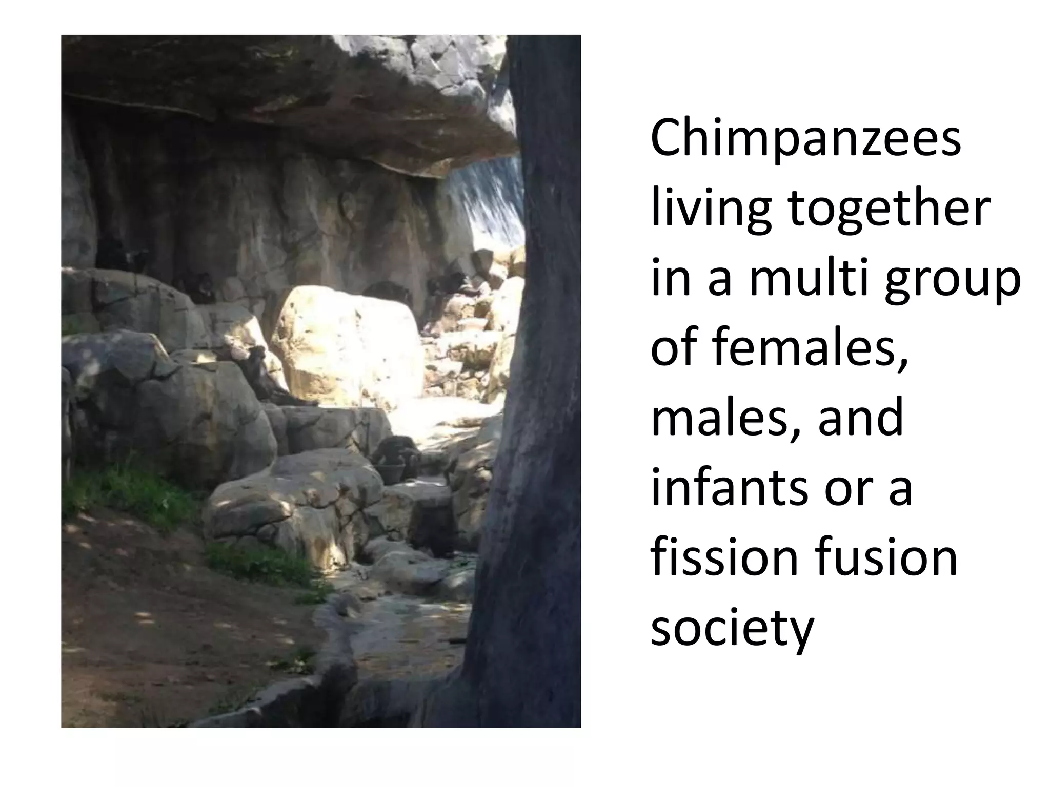 Zoo Observation | PPTX