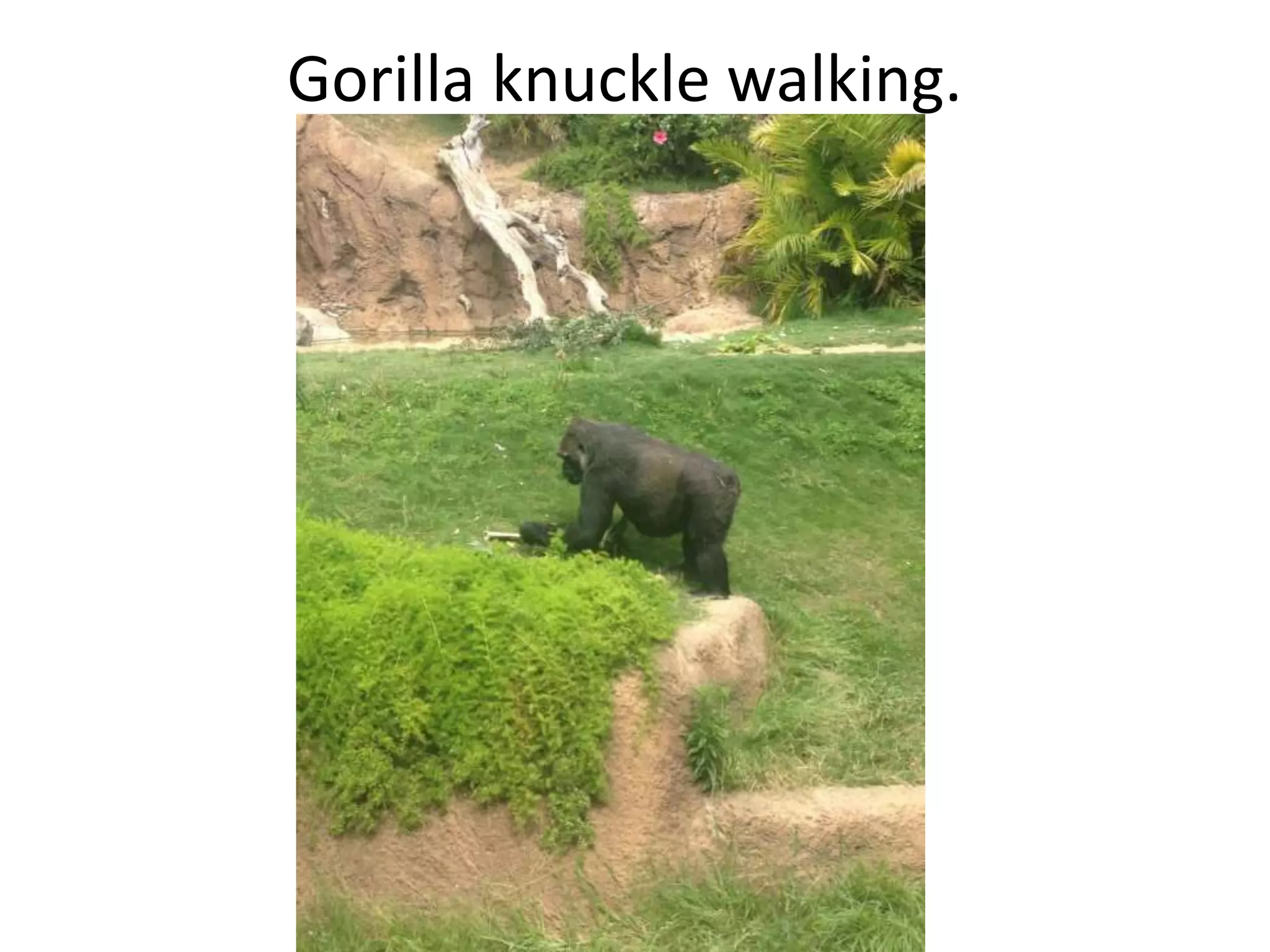 Zoo Observation | PPTX