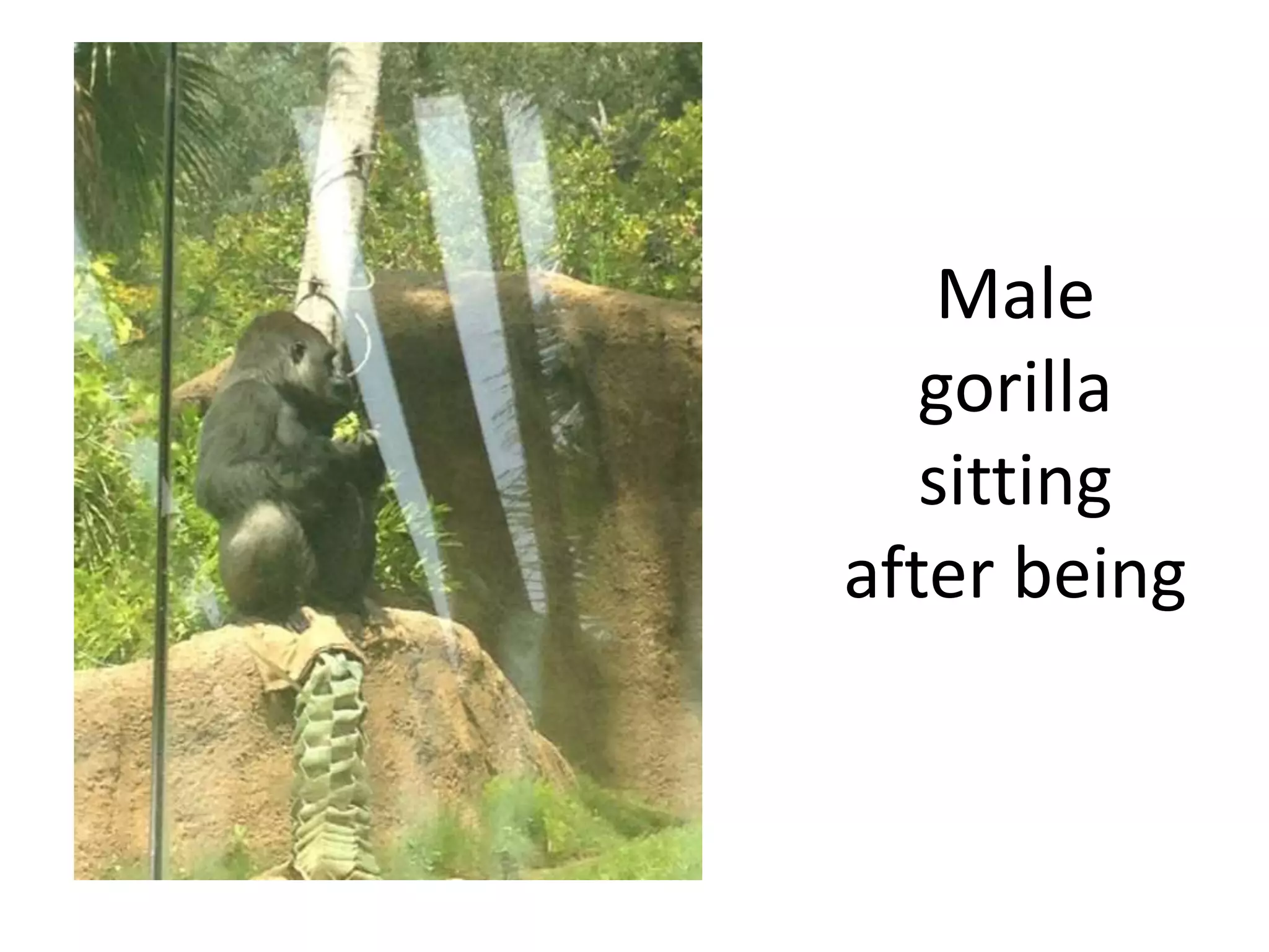Zoo Observation | PPTX