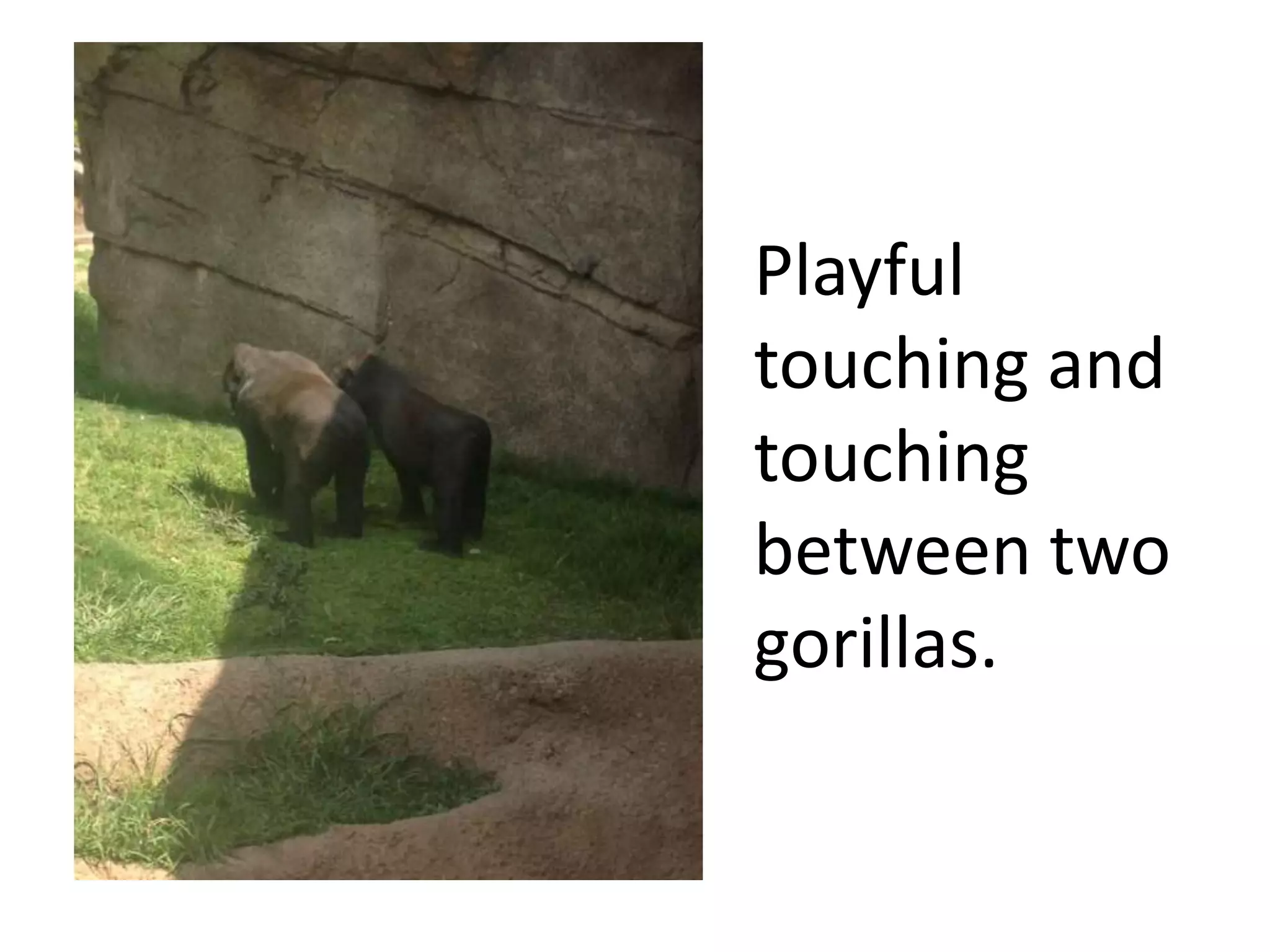 Zoo Observation | PPTX