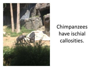 Zoo Observation | PPT
