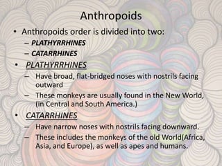 The Living Primates- Anthropology | PPTX