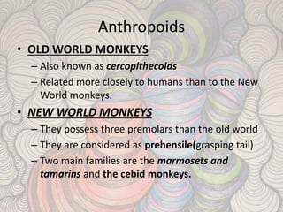 The Living Primates- Anthropology | PPTX