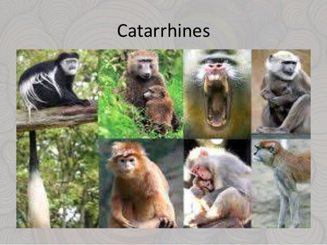 The Living Primates- Anthropology