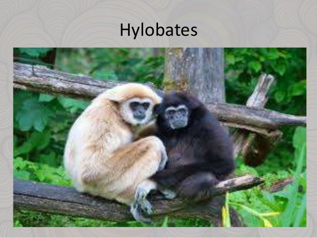 The Living Primates- Anthropology