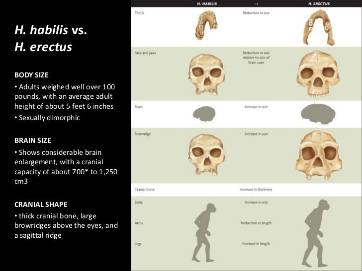Homo Habilis Diet