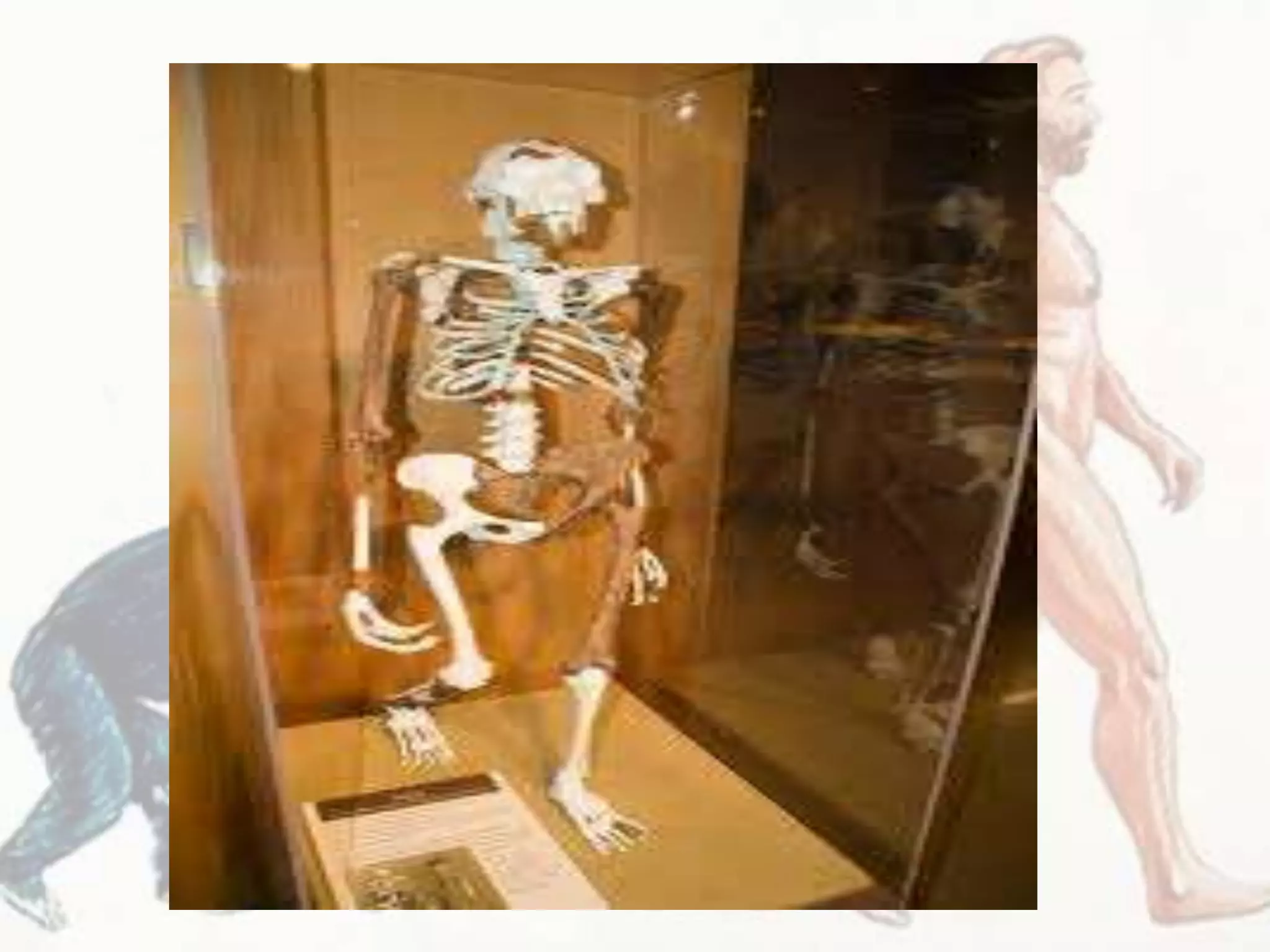 The Australopithecines- Anthropology | PPTX