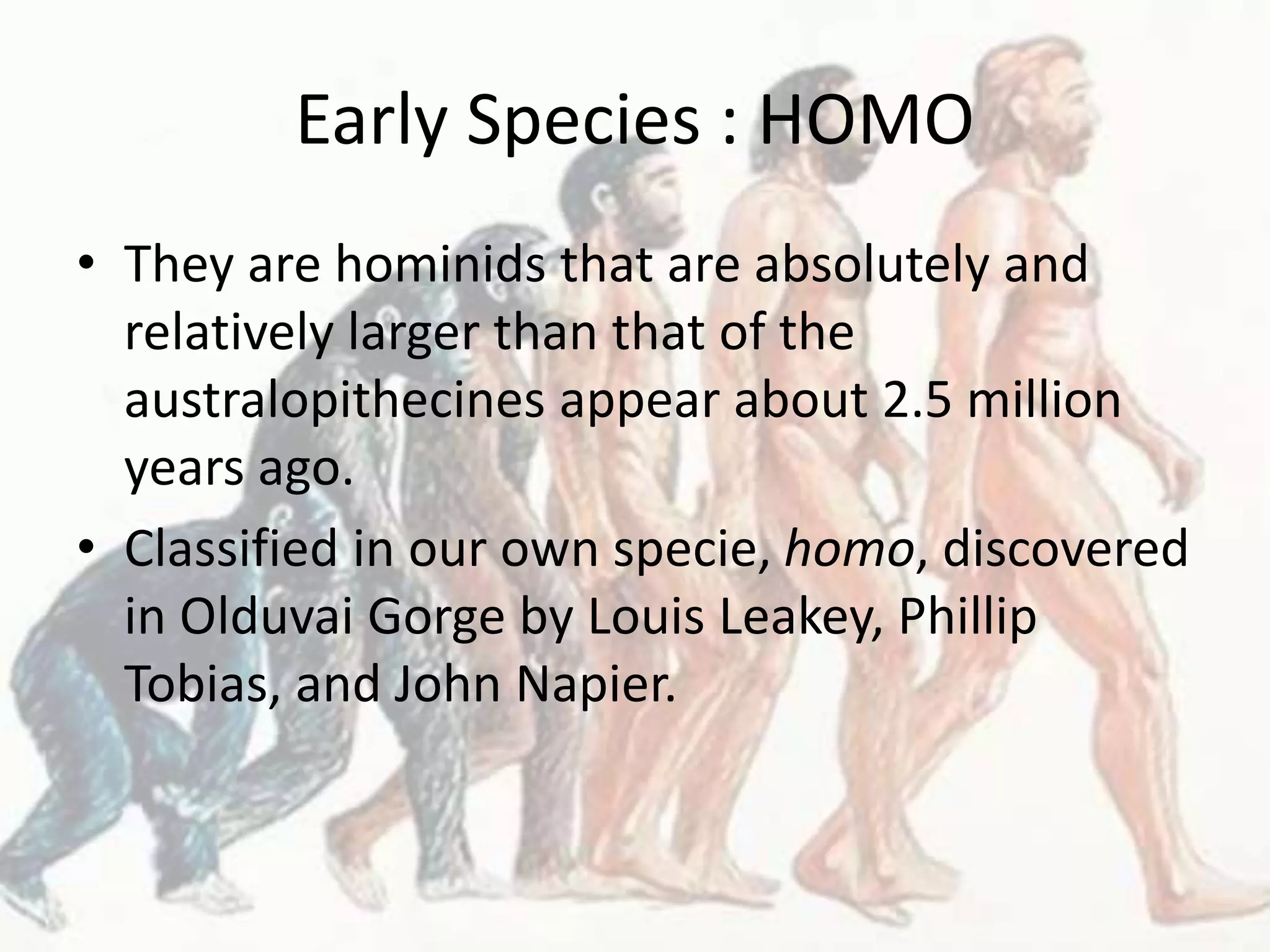 The Australopithecines- Anthropology | PPTX