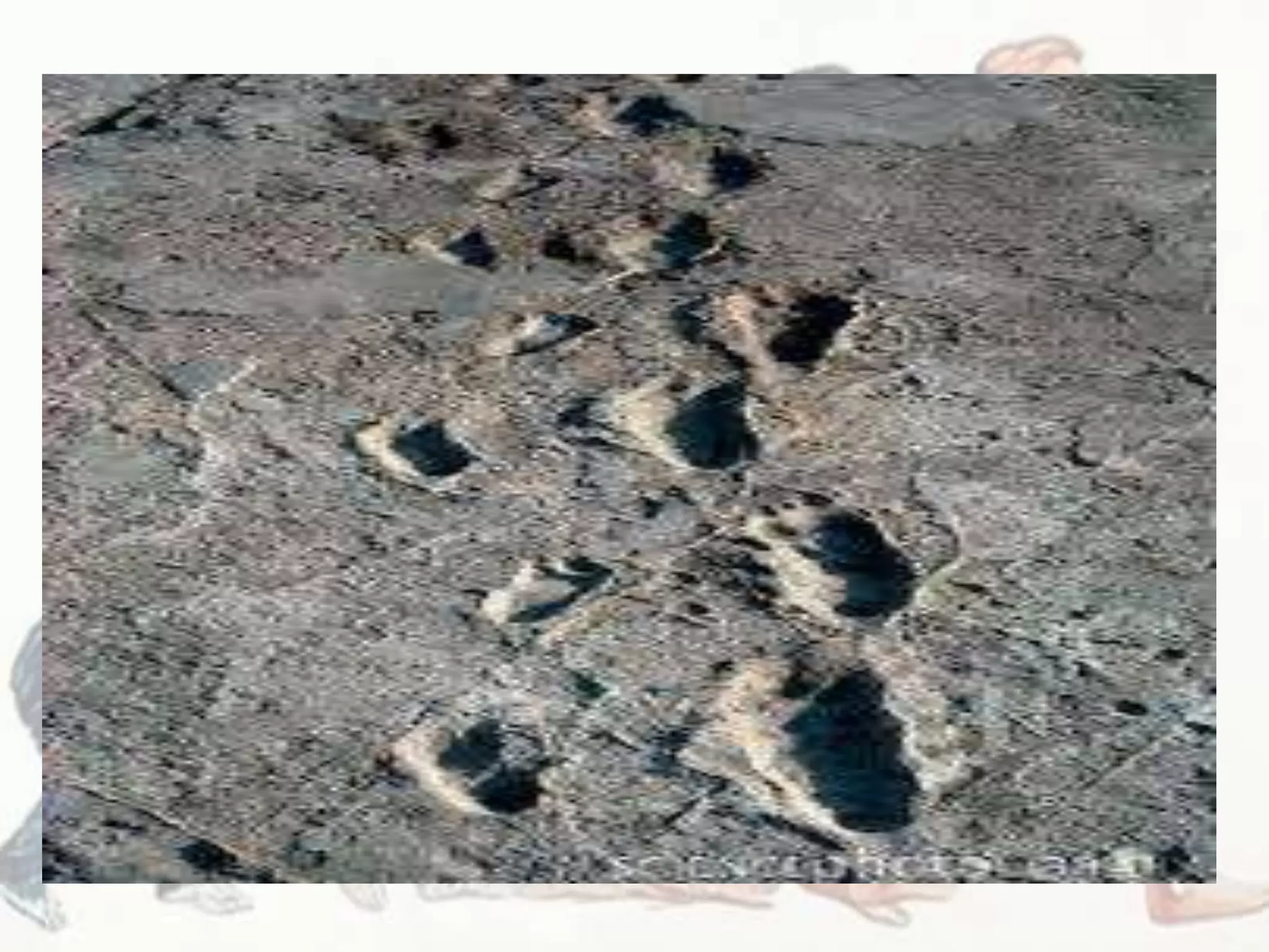 The Australopithecines- Anthropology | PPTX