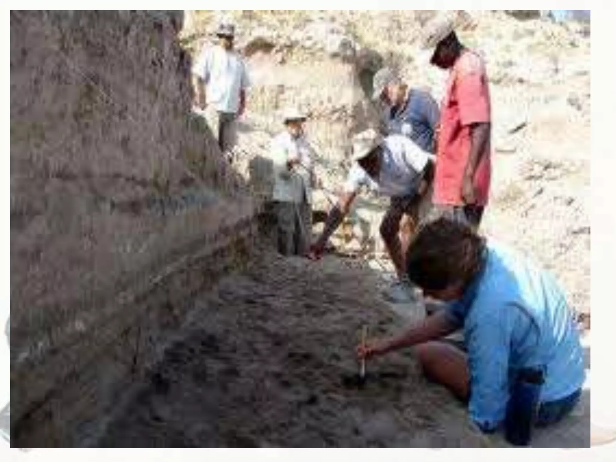 The Australopithecines- Anthropology | PPTX