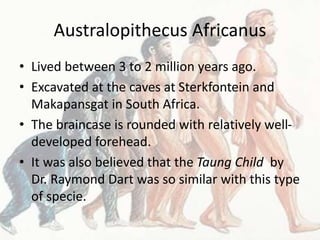 The Australopithecines- Anthropology | PPTX