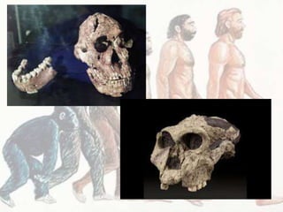 The Australopithecines- Anthropology | PPTX