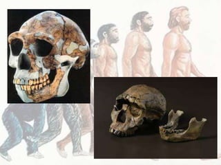 The Australopithecines- Anthropology | PPTX