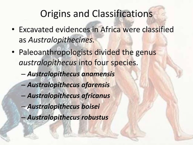 The Australopithecines- Anthropology | PPTX