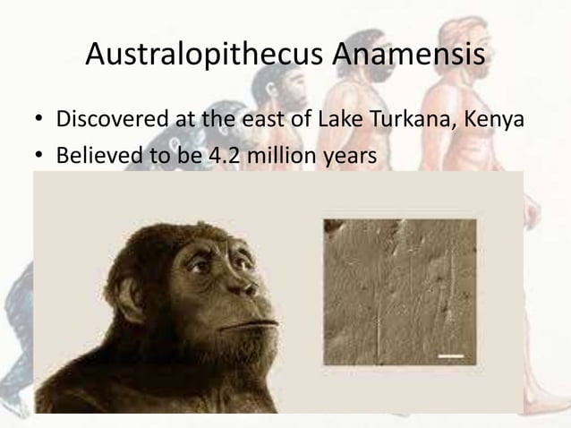 The Australopithecines- Anthropology | PPTX