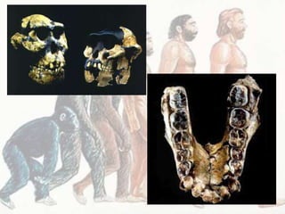 The Australopithecines- Anthropology | PPTX