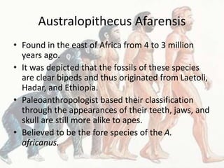 The Australopithecines- Anthropology | PPTX