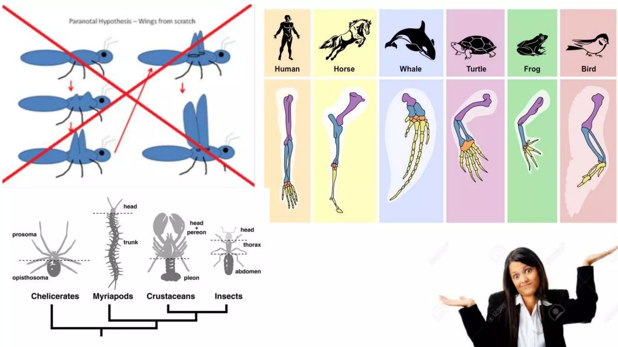 The Evolution of Insects: Part THREE [3] / Summary & Anthropocene - Bug ...