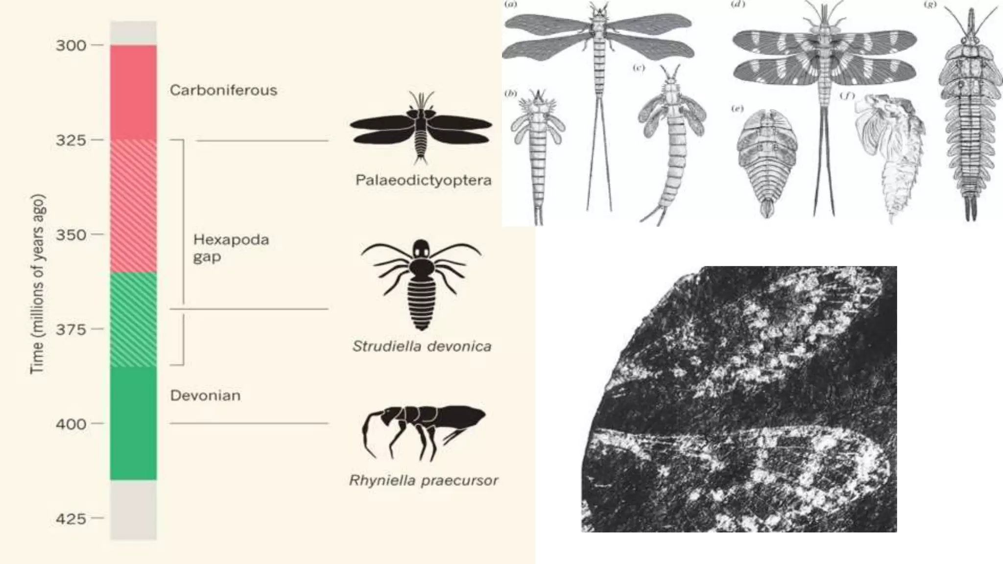 The Evolution of Insects: Part THREE [3] / Summary & Anthropocene - Bug ...