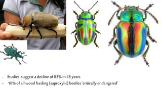 The Evolution of Insects: Part THREE [3] / Summary & Anthropocene - Bug ...