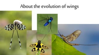 The Evolution of Insects: Part THREE [3] / Summary & Anthropocene - Bug ...