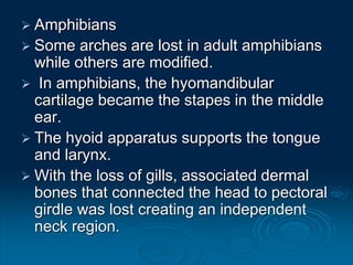 Anthropological concepts of clinical orthodontics | PPT