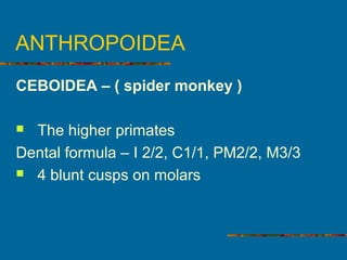 Anthropology and orthodontics | PPT