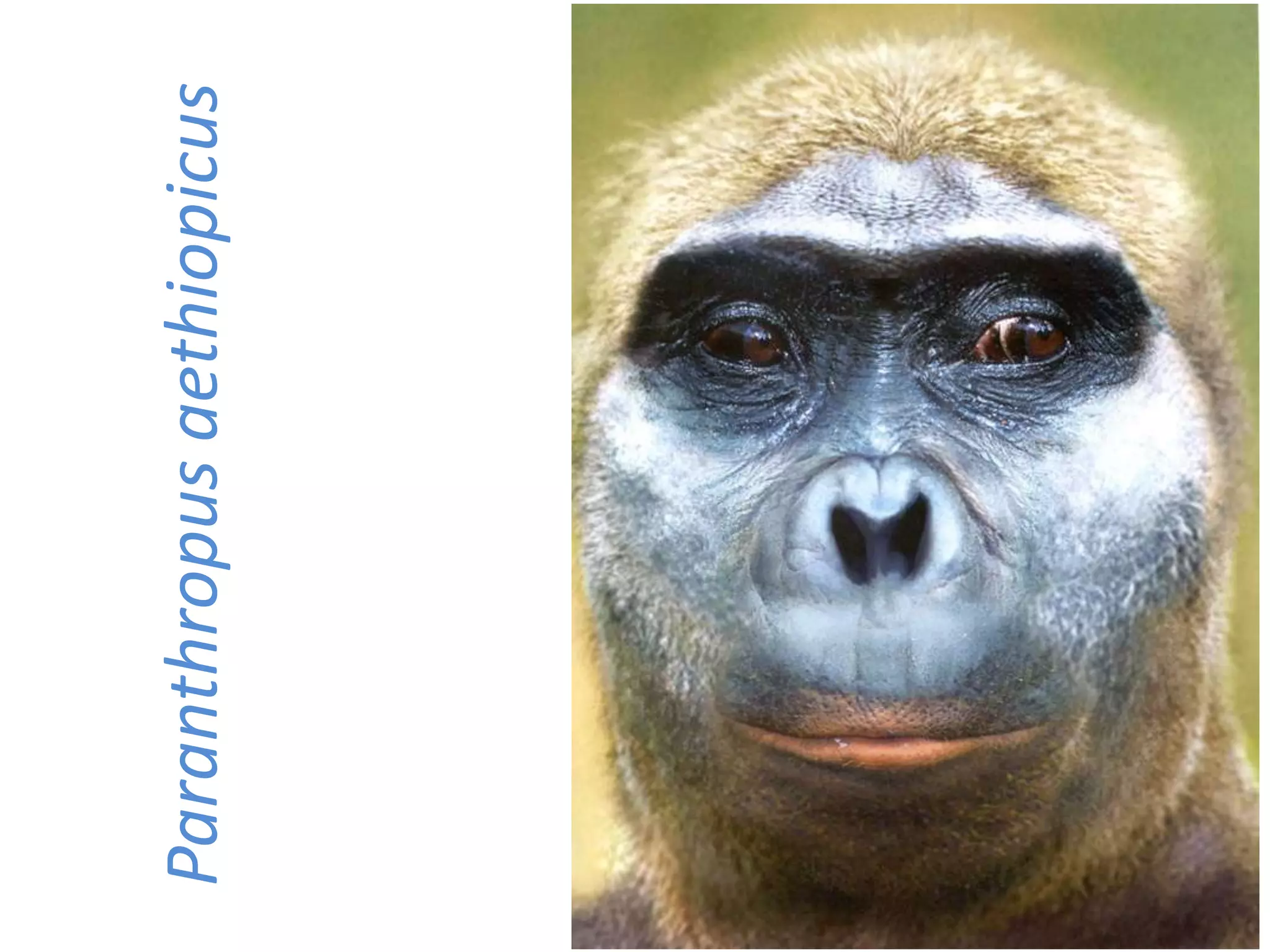 Anthropology (Human Evolution) | PPTX