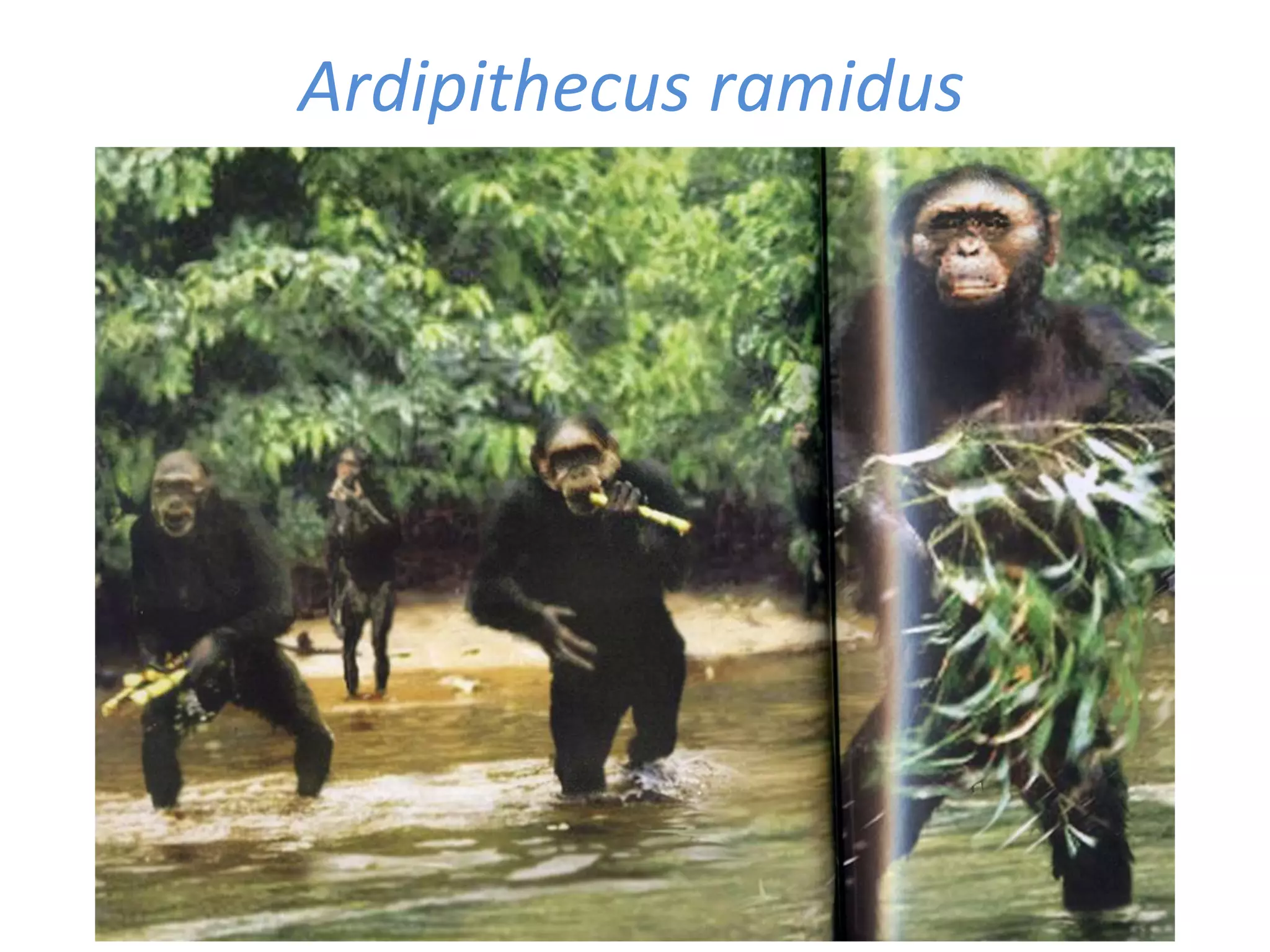 Anthropology (Human Evolution) | PPTX