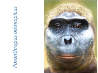 Anthropology (Human Evolution) | PPTX