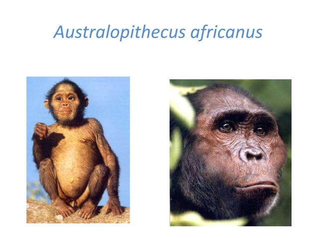 Anthropology (Human Evolution) | PPTX | Biological Sciences | Science