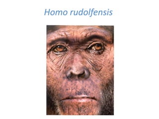 Anthropology (Human Evolution) | PPTX