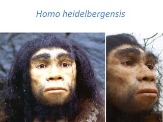 Anthropology (Human Evolution) | PPTX