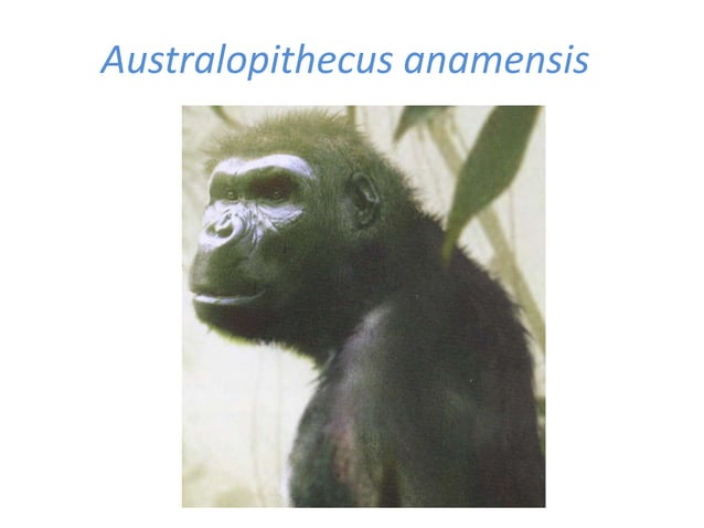 Anthropology (Human Evolution) | PPTX | Biological Sciences | Science