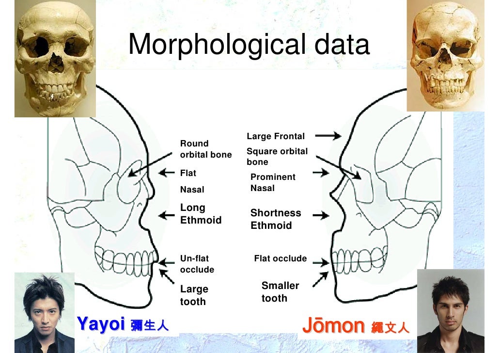 Anthropology in japan