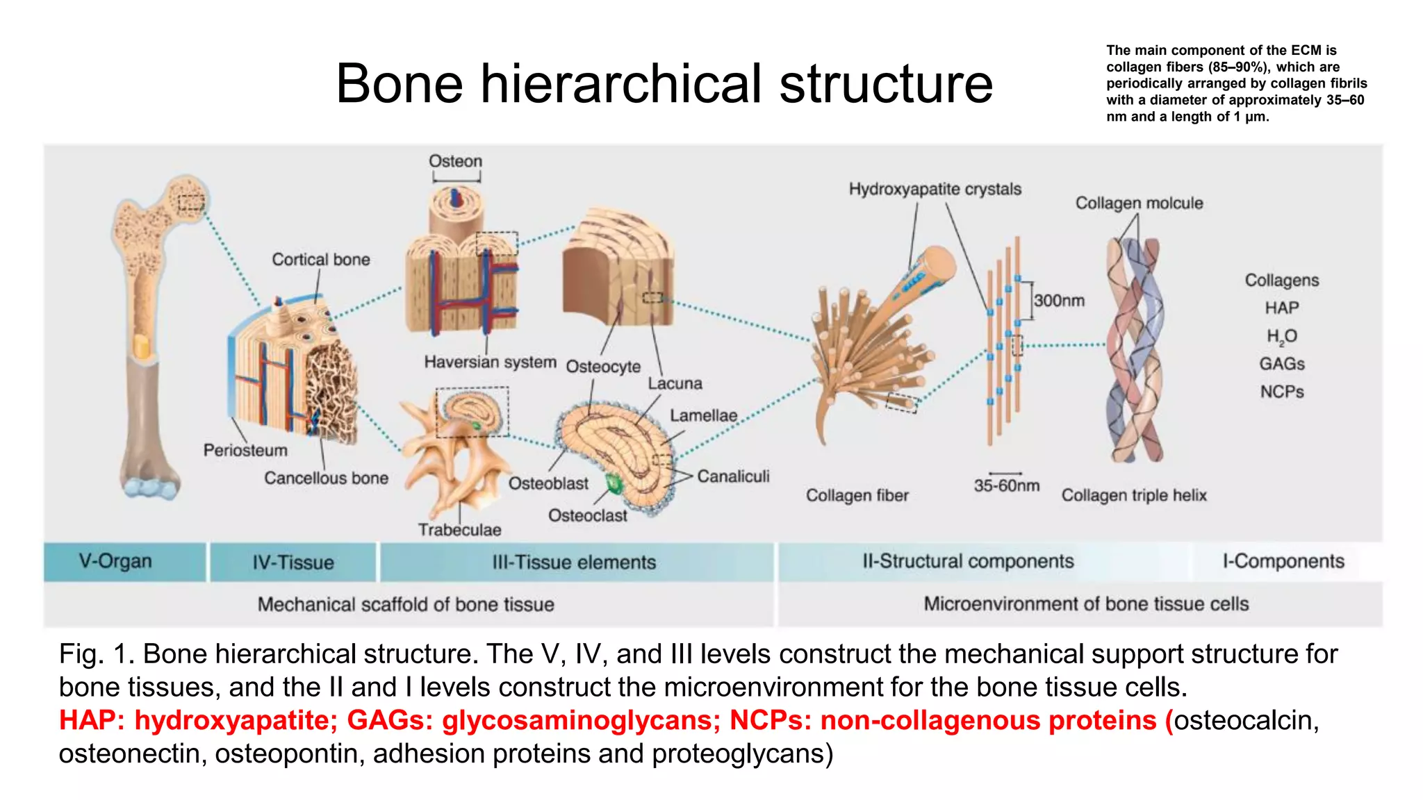 Anthropology part 2_Bone ossification.pdf | Bone and Joint Conditions ...