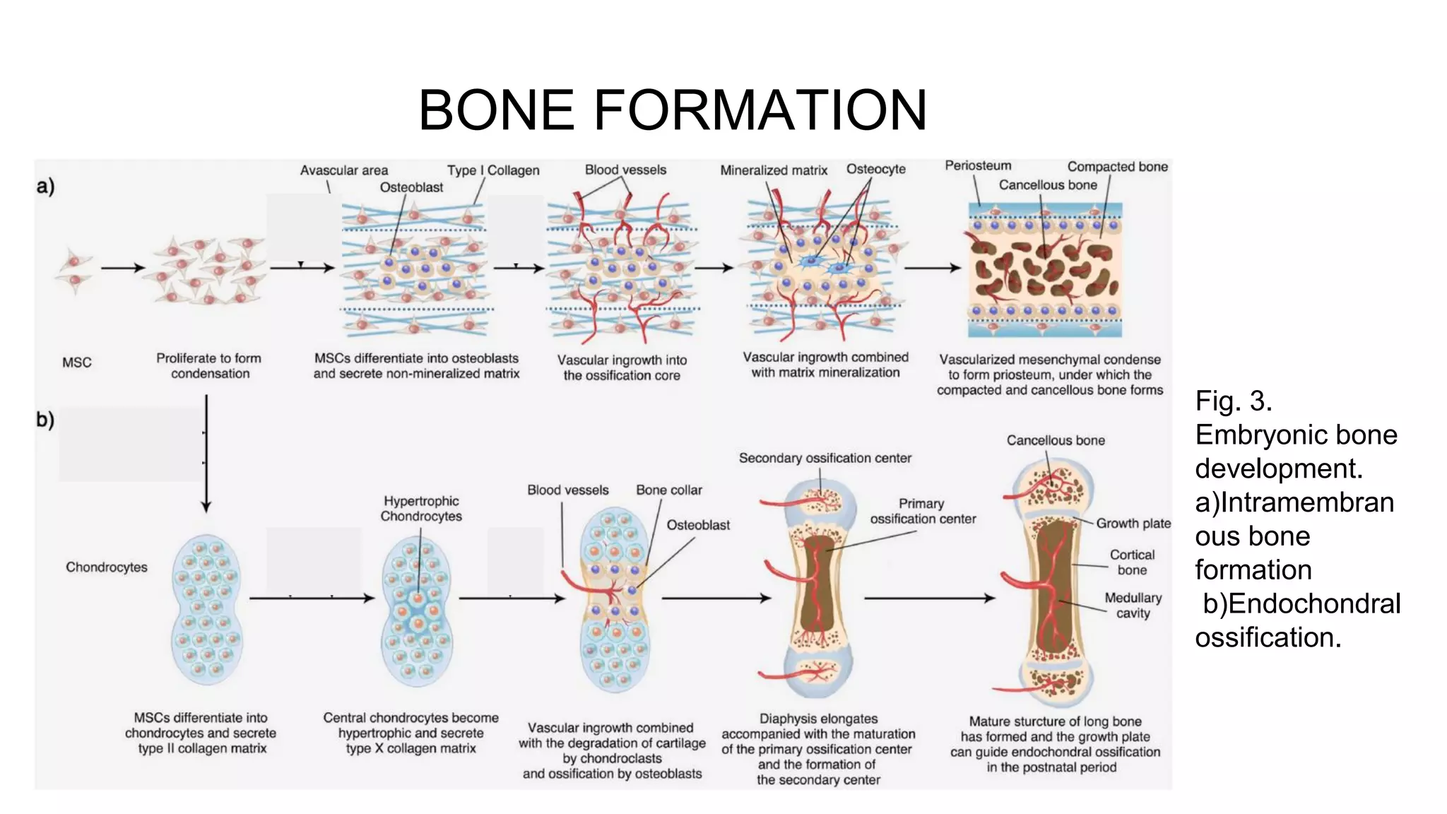 Anthropology part 2_Bone ossification.pdf | Bone and Joint Conditions ...