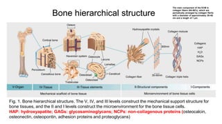 Anthropology part 2_Bone ossification.pdf | Bone and Joint Conditions ...