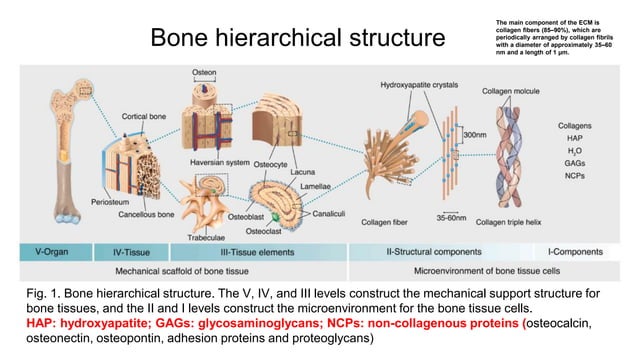 Anthropology part 2_Bone ossification.pdf