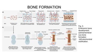 Anthropology part 2_Bone ossification.pdf