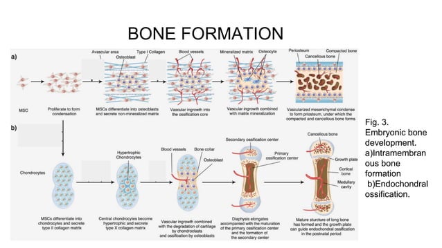 Anthropology part 2_Bone ossification.pdf | Bone and Joint Conditions ...