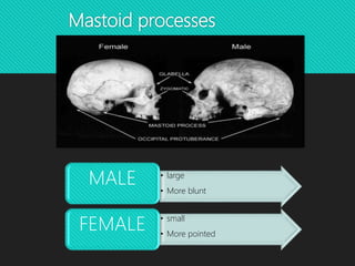 Determination of sex from skeletal remains | PPTX