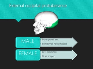 Determination of sex from skeletal remains | PPTX