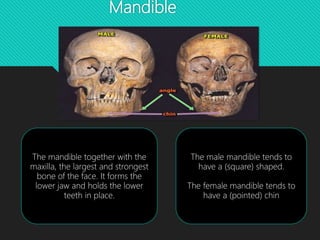 Determination of sex from skeletal remains | PPTX